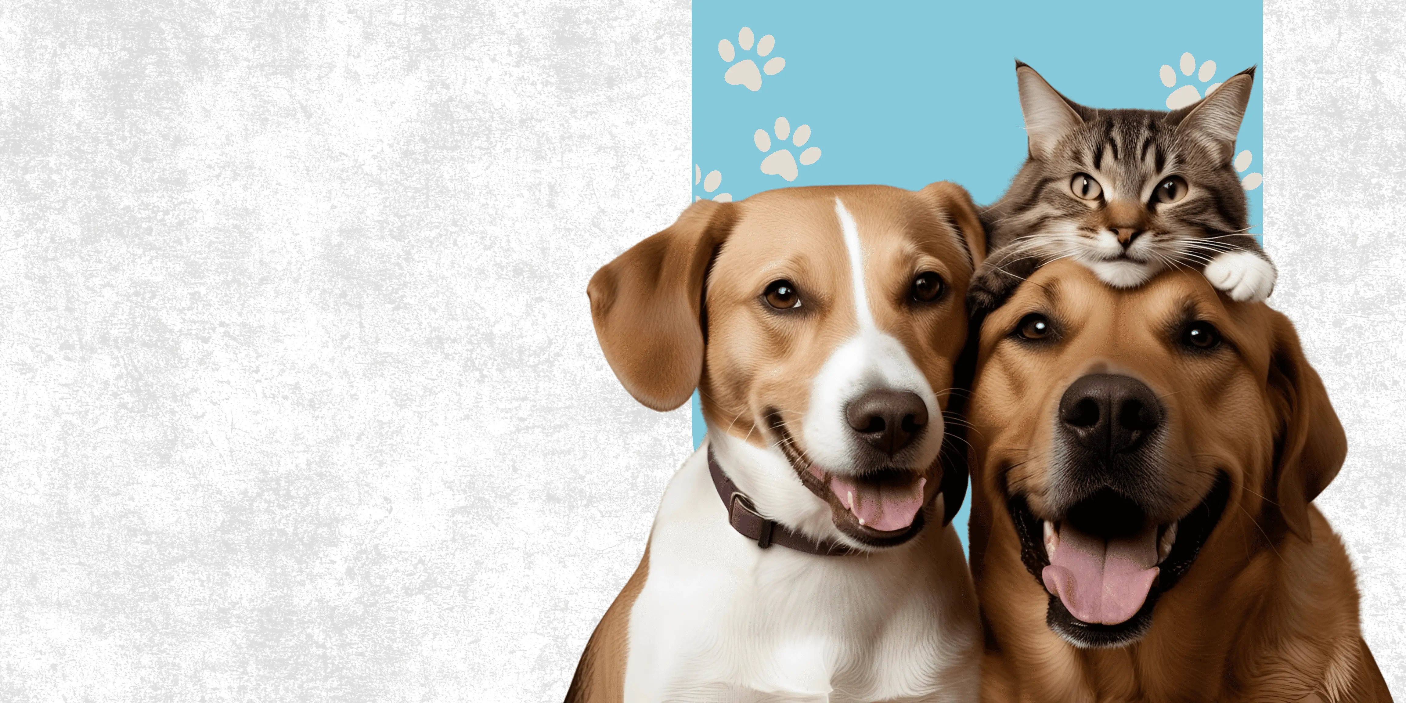 Pet Care App | Pet Management | Pet Parenting App - Pets N More